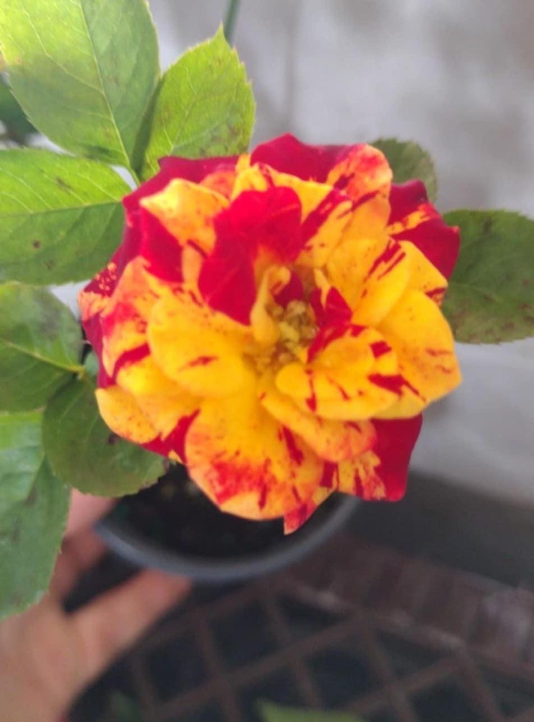 Rose Live Plant Hey Hottie Starter Rose 4"nursery Growing Pot Very Hard ...
