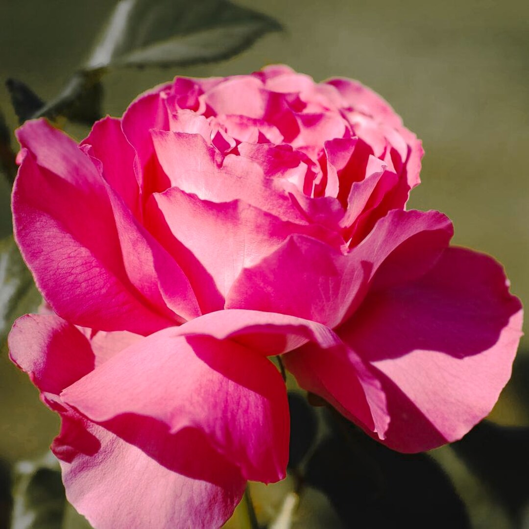 Rose Live Plant Grande Dame Hybrid Tea Starter Rose Cold Hearty 4 ...