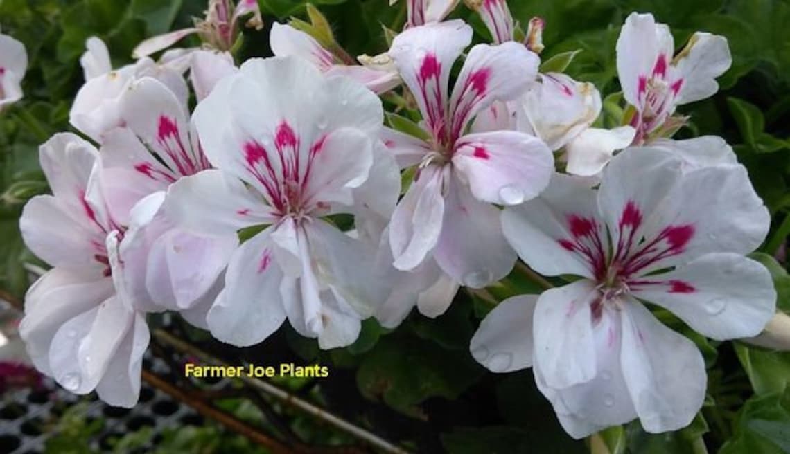 IVY GERANIUM 4 WHITE Ivy League 4 Live Plant Liners/starter - Etsy