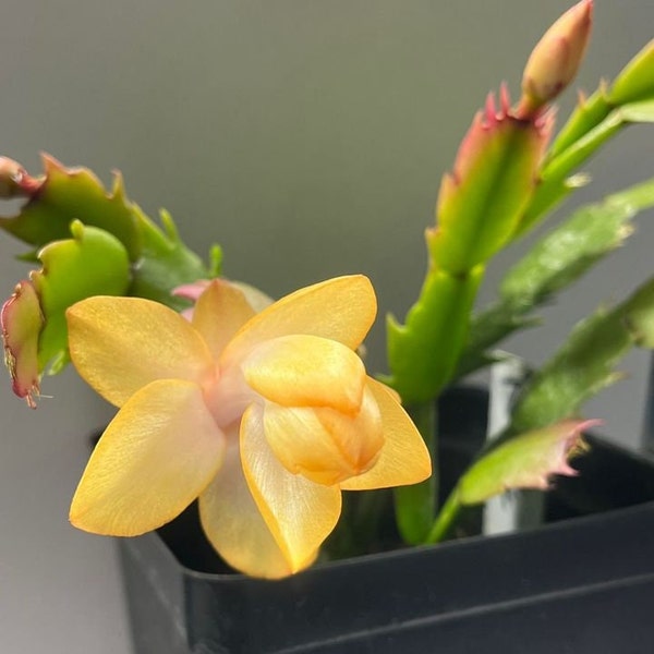 Yellow Christmas Cactus - Etsy