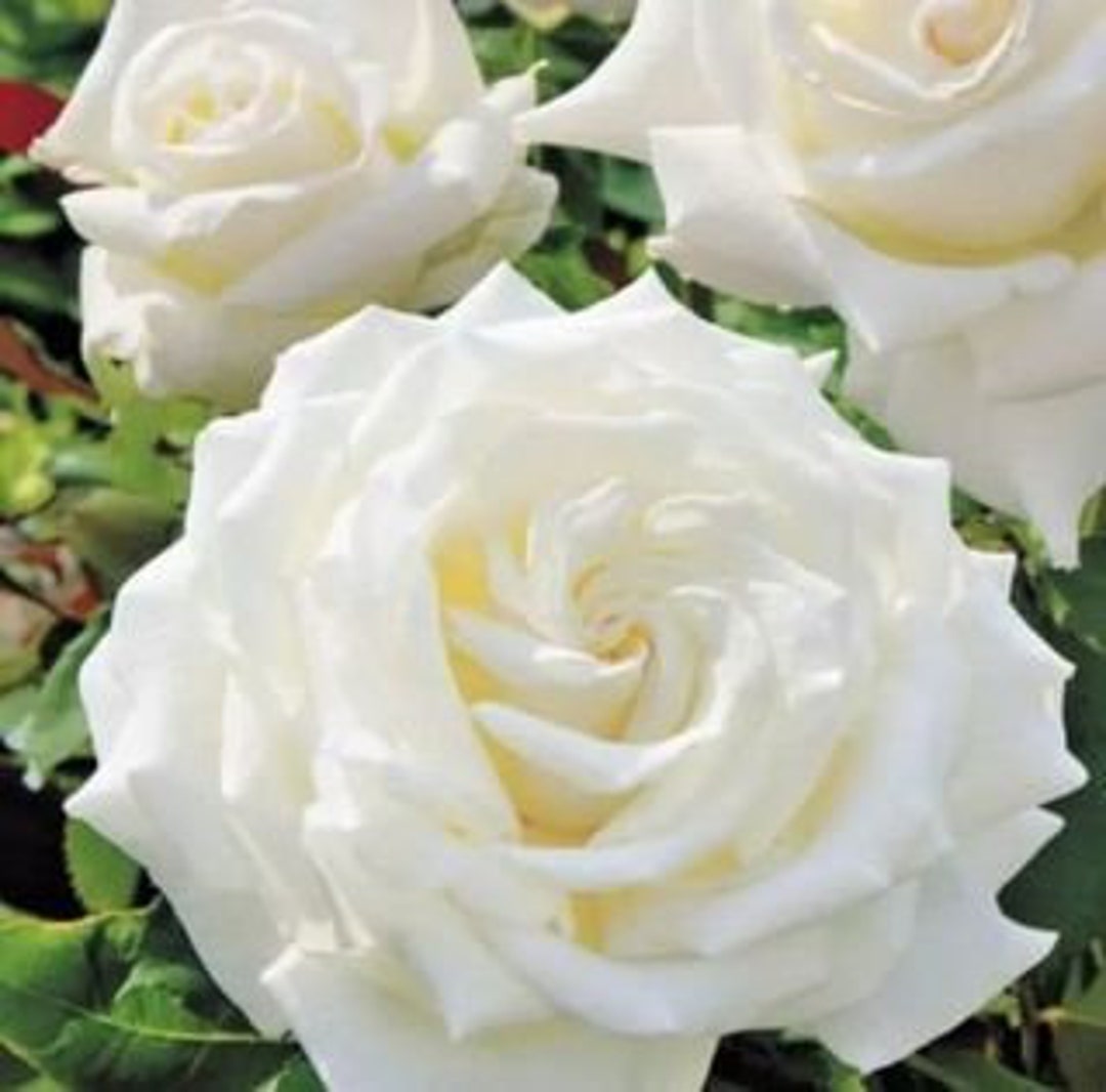 Rose Live Plant Pope John White Hybrid Tea Rose Amazing Scent 4 ...