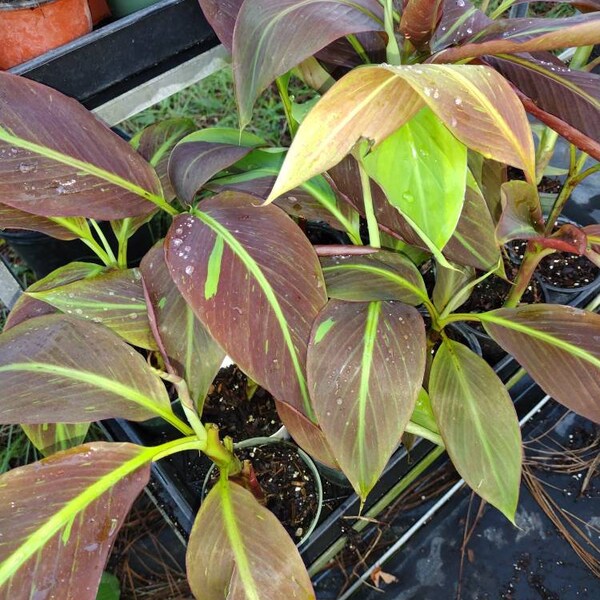 Siam Red Color - Etsy