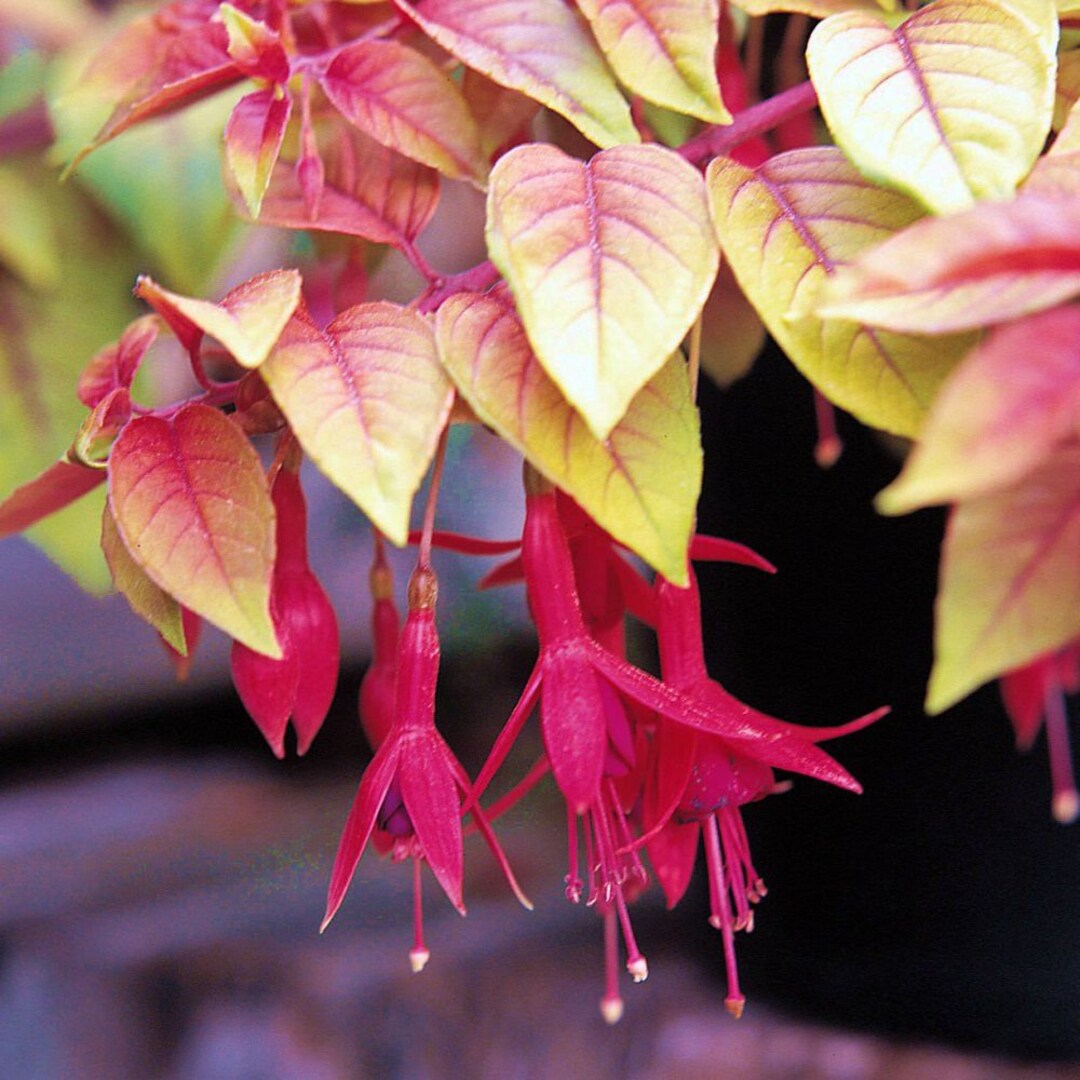 FUCHSIA Live Plants Fuchsia - Autumnale 4" Nursery Growing Pot Starter ...