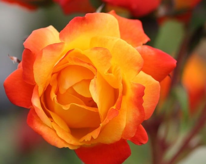 Rose Live Plant Pinata Climbing Rose 4 Nursery Growing Pot Very Hard to ...