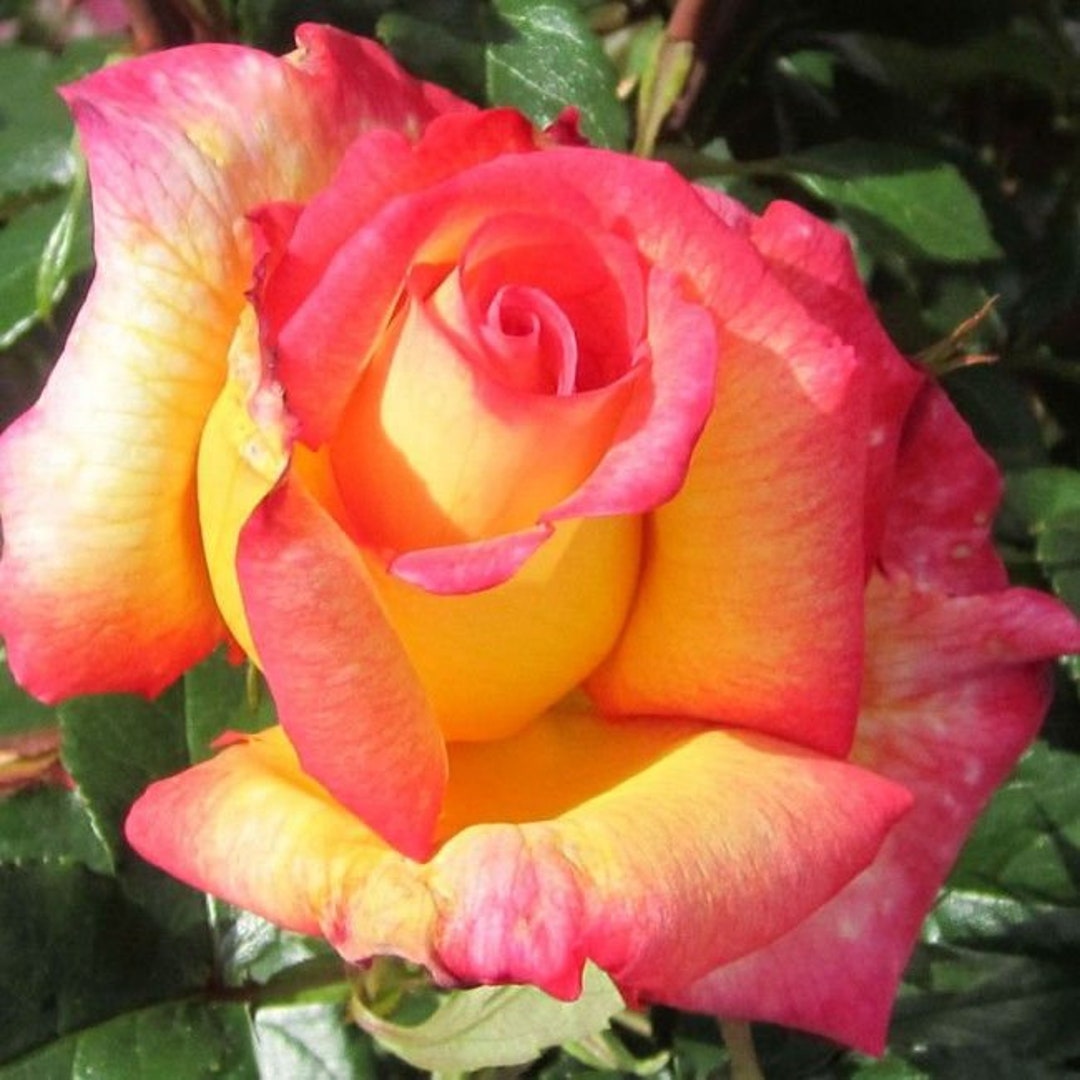 Rose Live Plant Granada Hybrid Tea Starter Rose Cold Hearty 4" Nursery ...