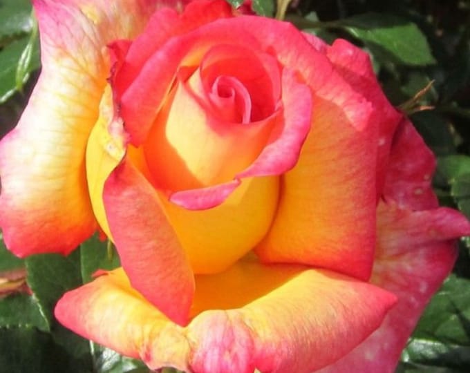 Rose Live Plant Granada Hybrid Tea Starter Rose Cold Hearty 4" Nursery ...