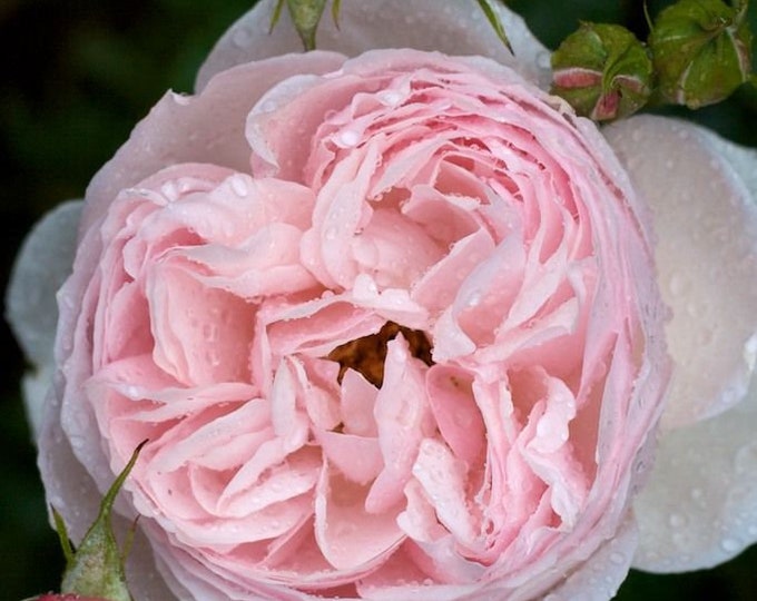 Rose Live Plant Heritage Old English Rose Amazing Scent 4 Nursery ...