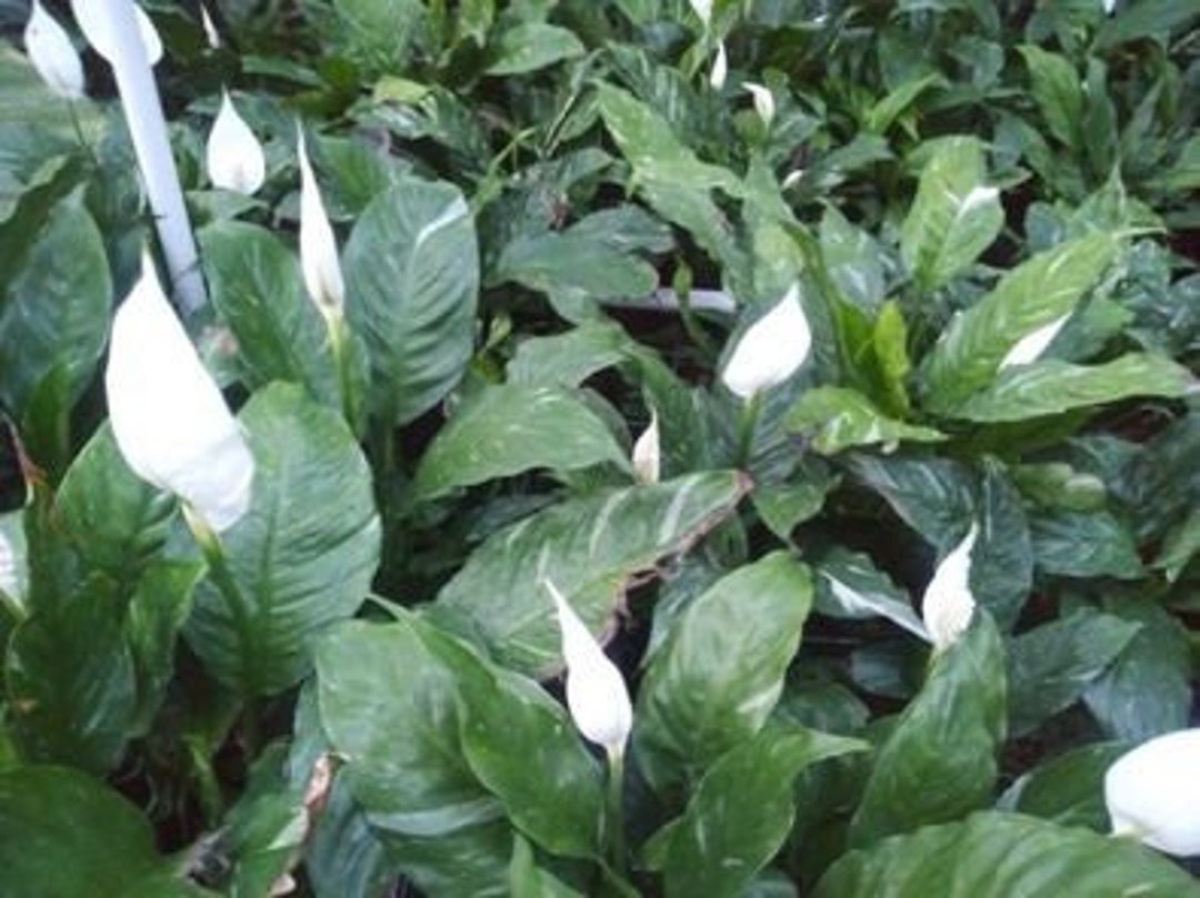 Spath, Peace Lily, VARIEGATED DOMINO 1 Live Plant 4inch Nursery Growing ...