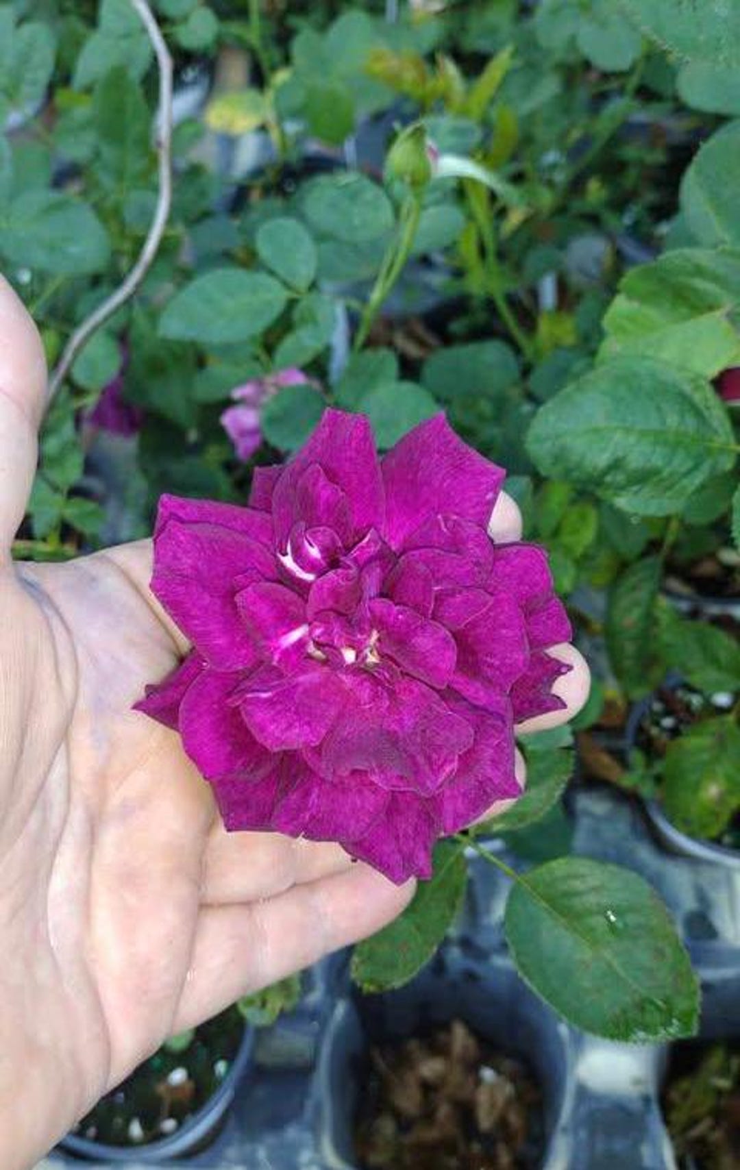 Rose Live Plant Twilight Zone Starter Rose Cold Hearty 4" Nursery ...