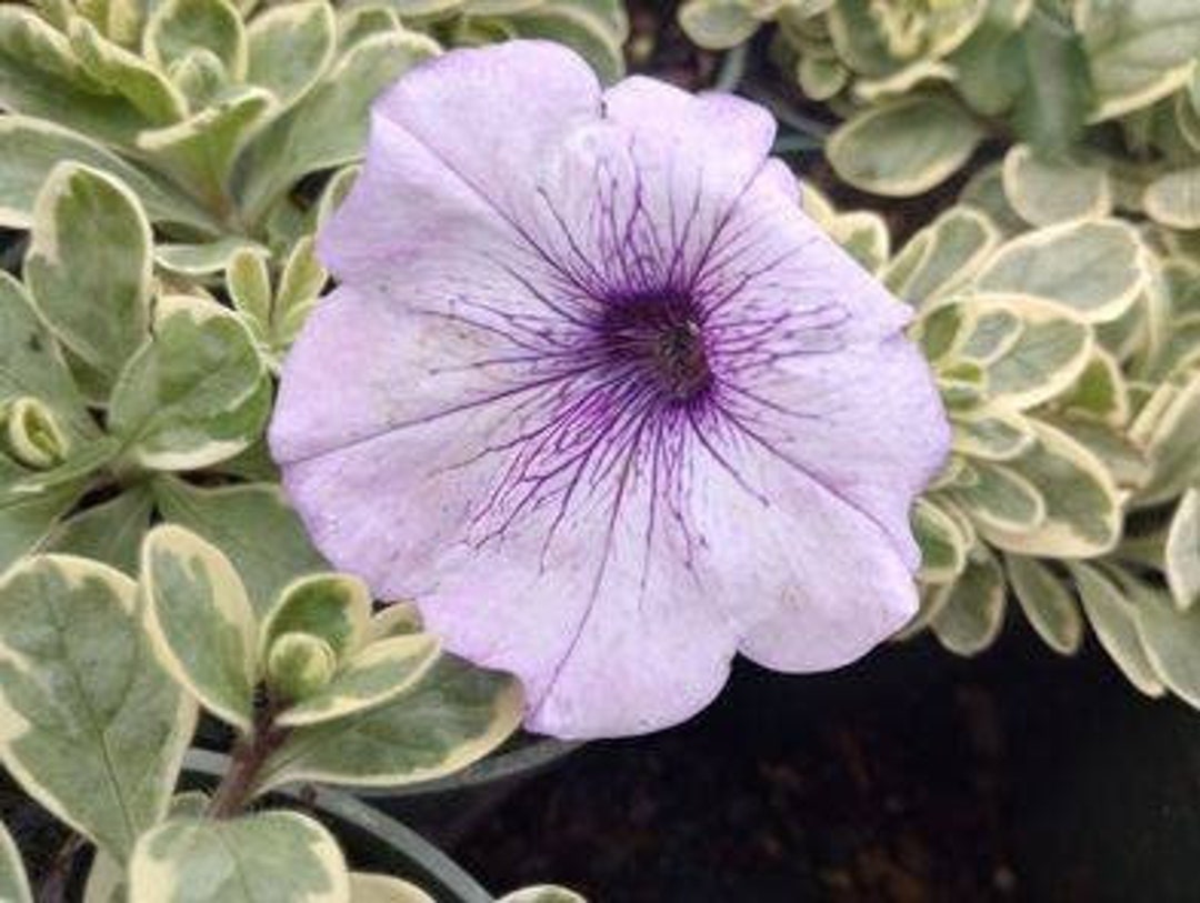 Actual Real Plants- PETUNIA Variegated Blueberry Super Gorgeous 1 Live ...