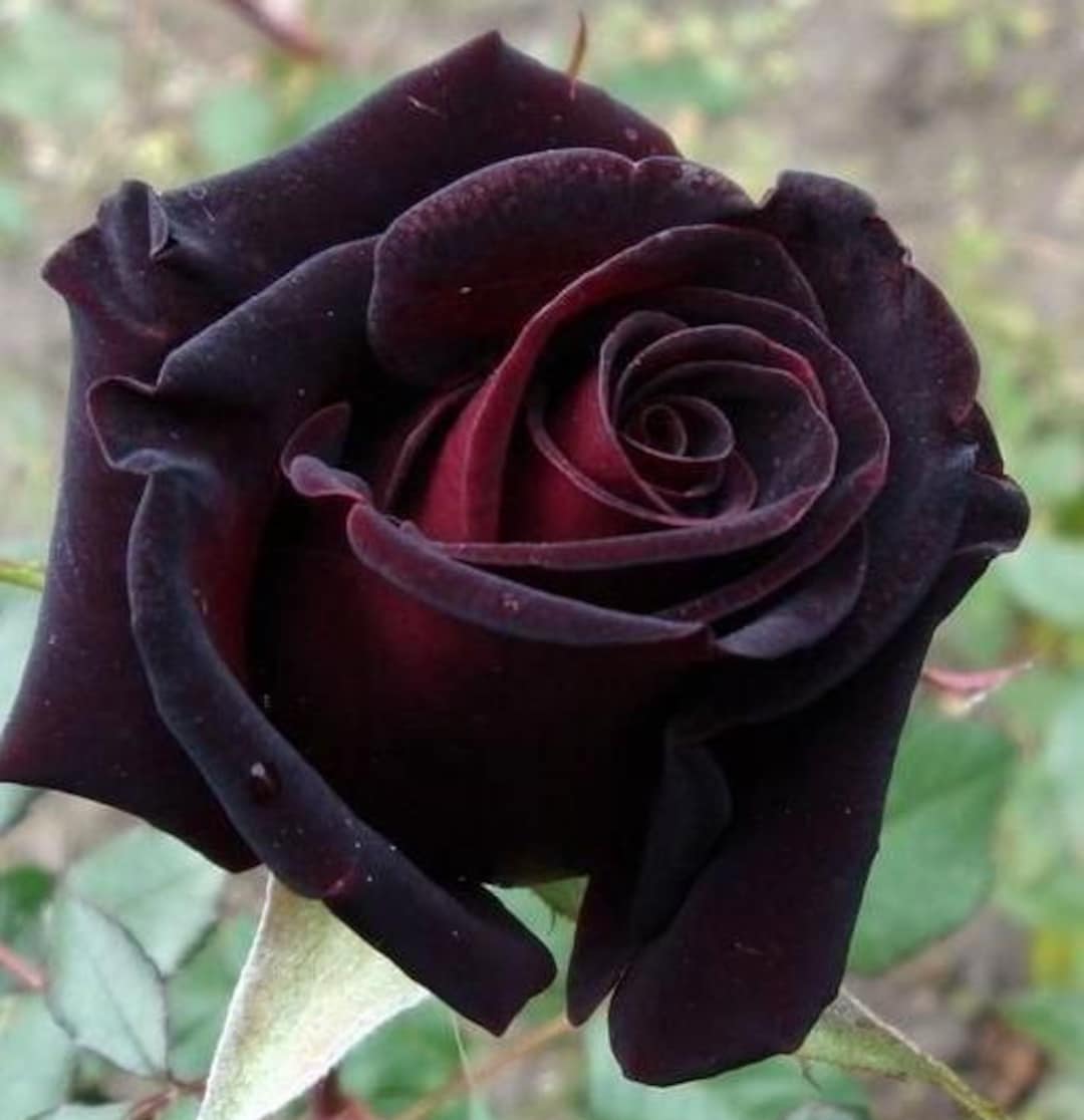 Rose Live Plant Black Baccara Hybrid Tea Rose 4nursery Growing Pot Very ...
