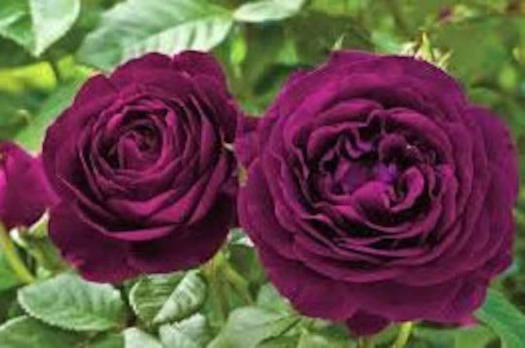 Rose Live Plant Twilight Zone Grandiflora Starter Rose Cold Hearty 4 ...