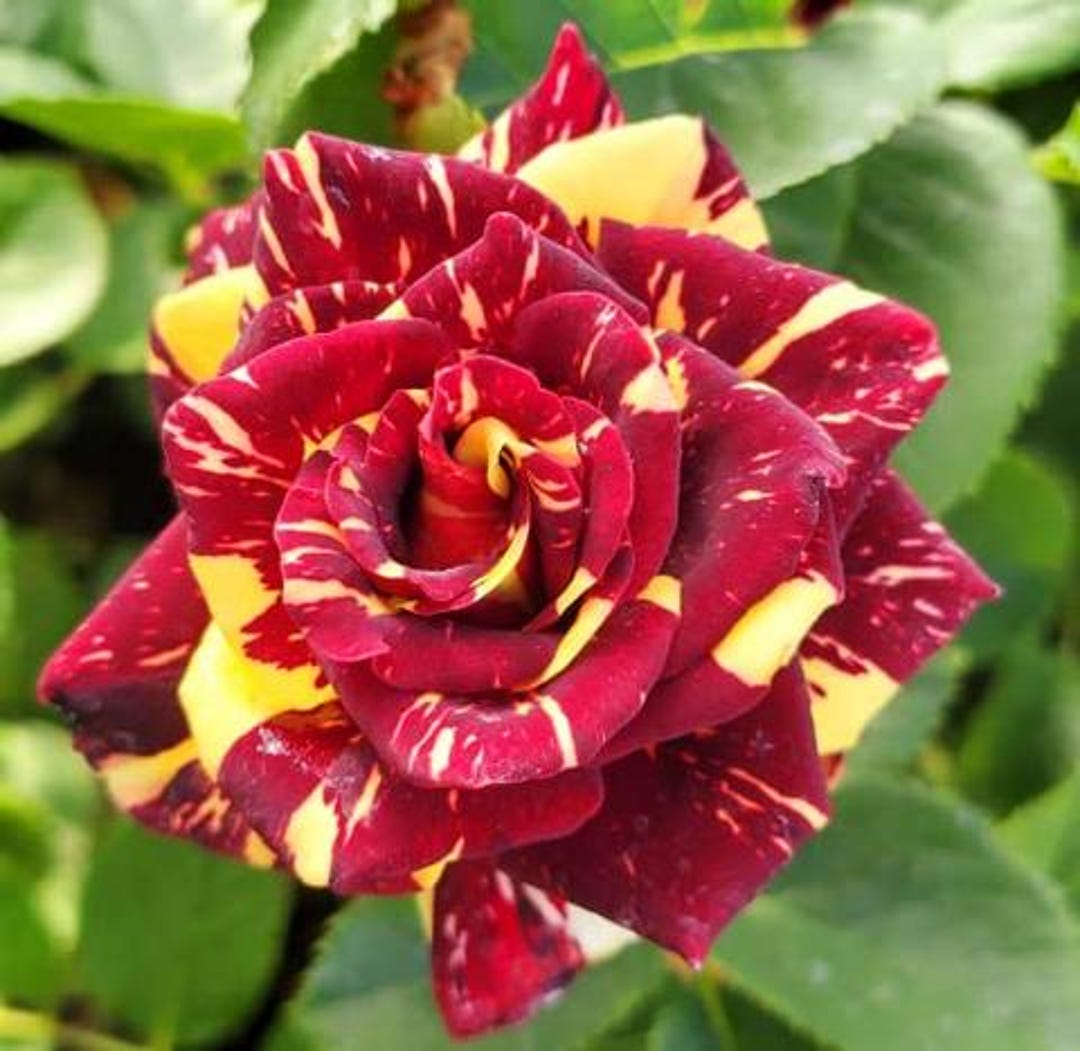 Rose Live Plant Abracadabra Starter Rose 4" Nursery Growing Live Plant ...
