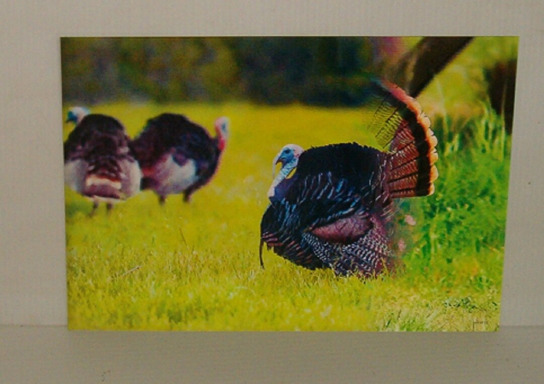 6 New 3 D Vinyl Pictures of Wild Turkeys , Tom Turkey and Hens - Etsy