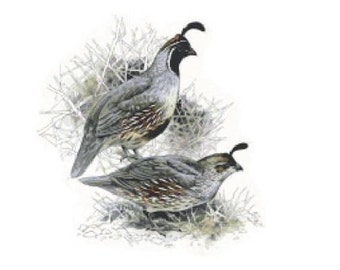 California Quails Bird Cross Stitch Pattern/ Quails With Nest, Wild ...