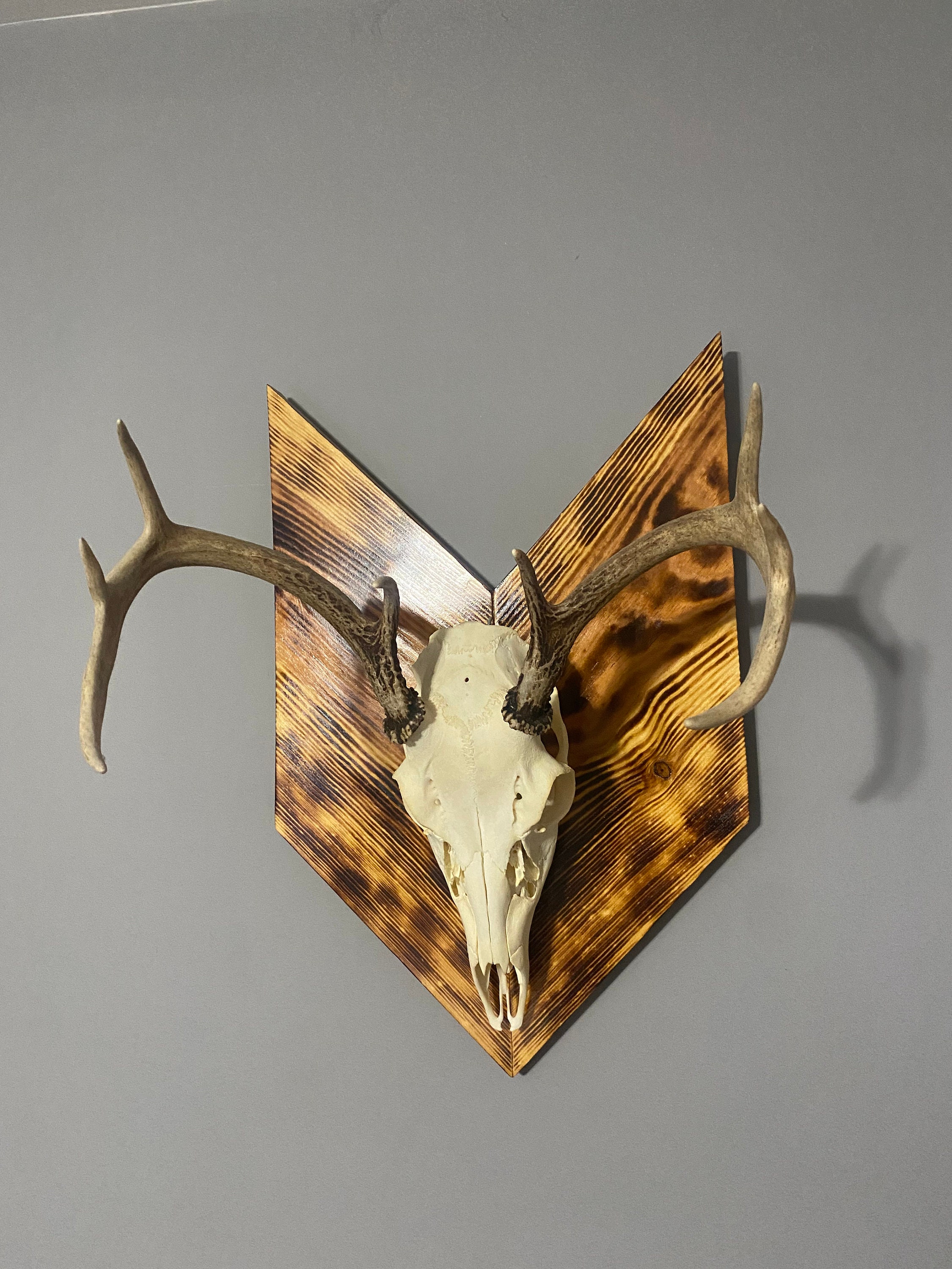 Plaque for European Mount - Etsy