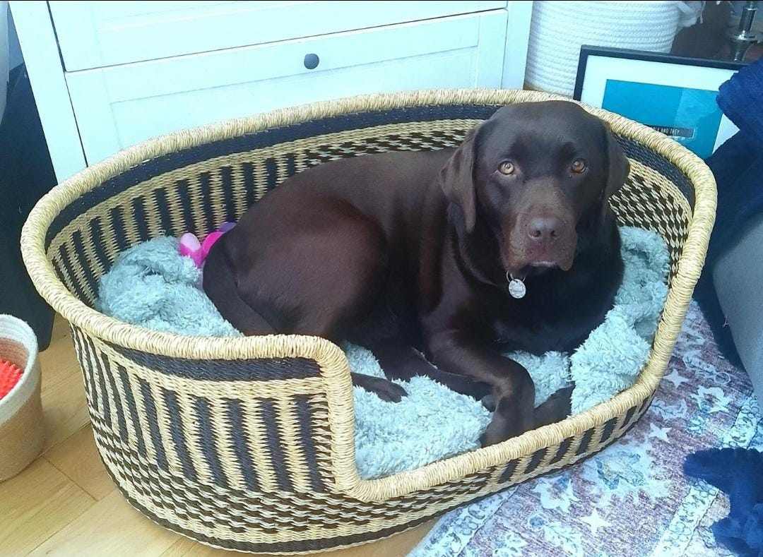 Comfortable Dog Basket Bed | Woven Dog Bed | Puppy Bed | Sustainable ...