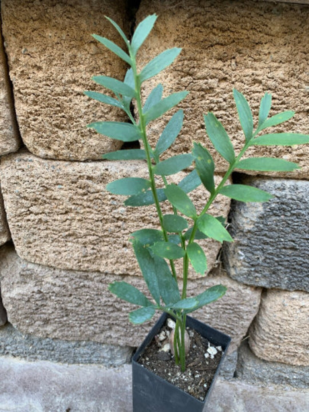 True Blue Cycad E. Arenarius True Blue Wide Leaf Blue Cycad ...