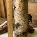 Birch, Pillar, Medium, Stand, Wood, Sealed, #2 - Etsy