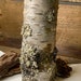 Birch, Pillar, Medium, Stand, Wood, Sealed, #2 - Etsy