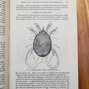 1935 Cattle Scab and Method of Control and Eradication Booklet. Farmer ...