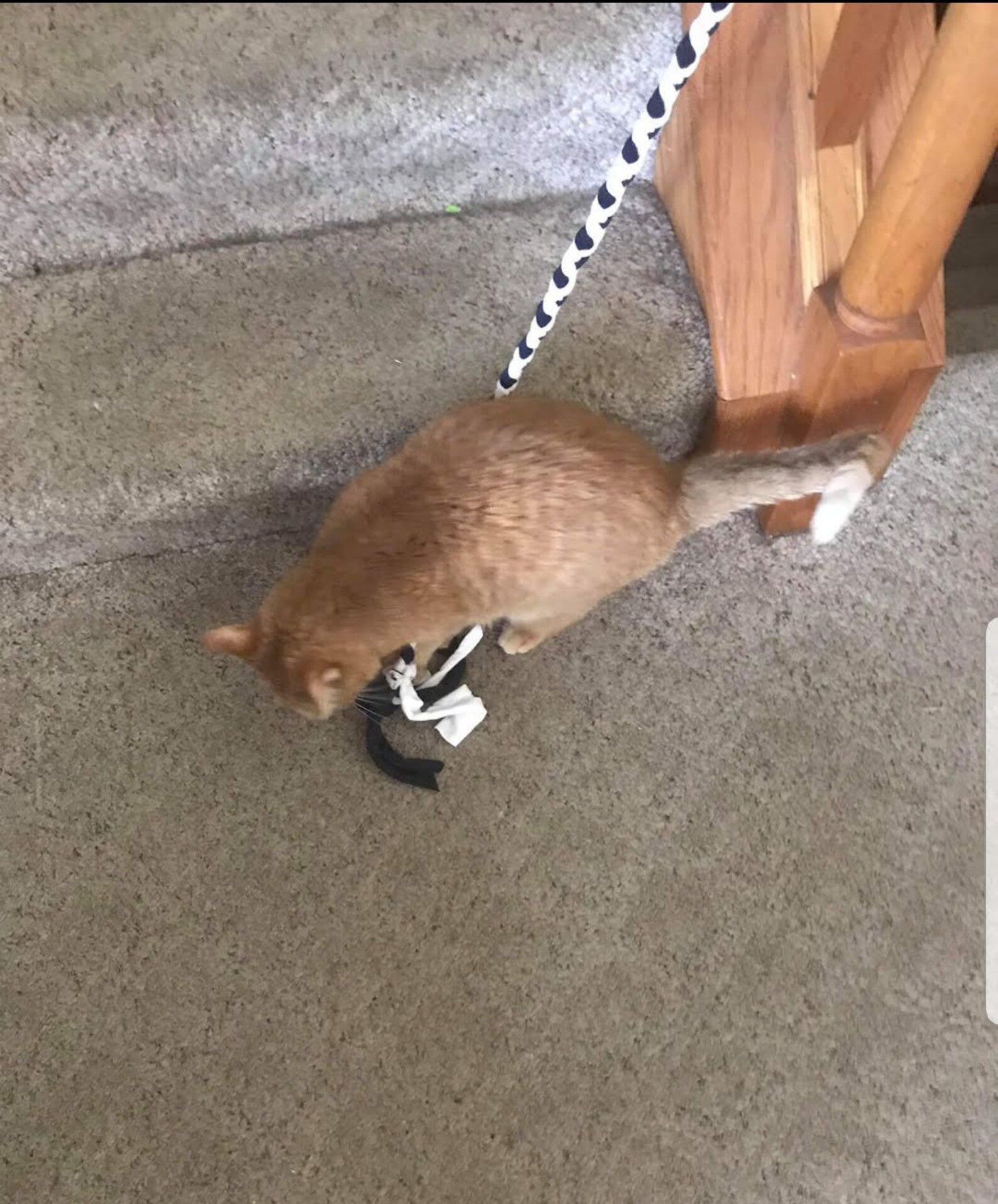 Long Interactive Cat Rope Exercise Cat Toy Gifts for Cats | Etsy