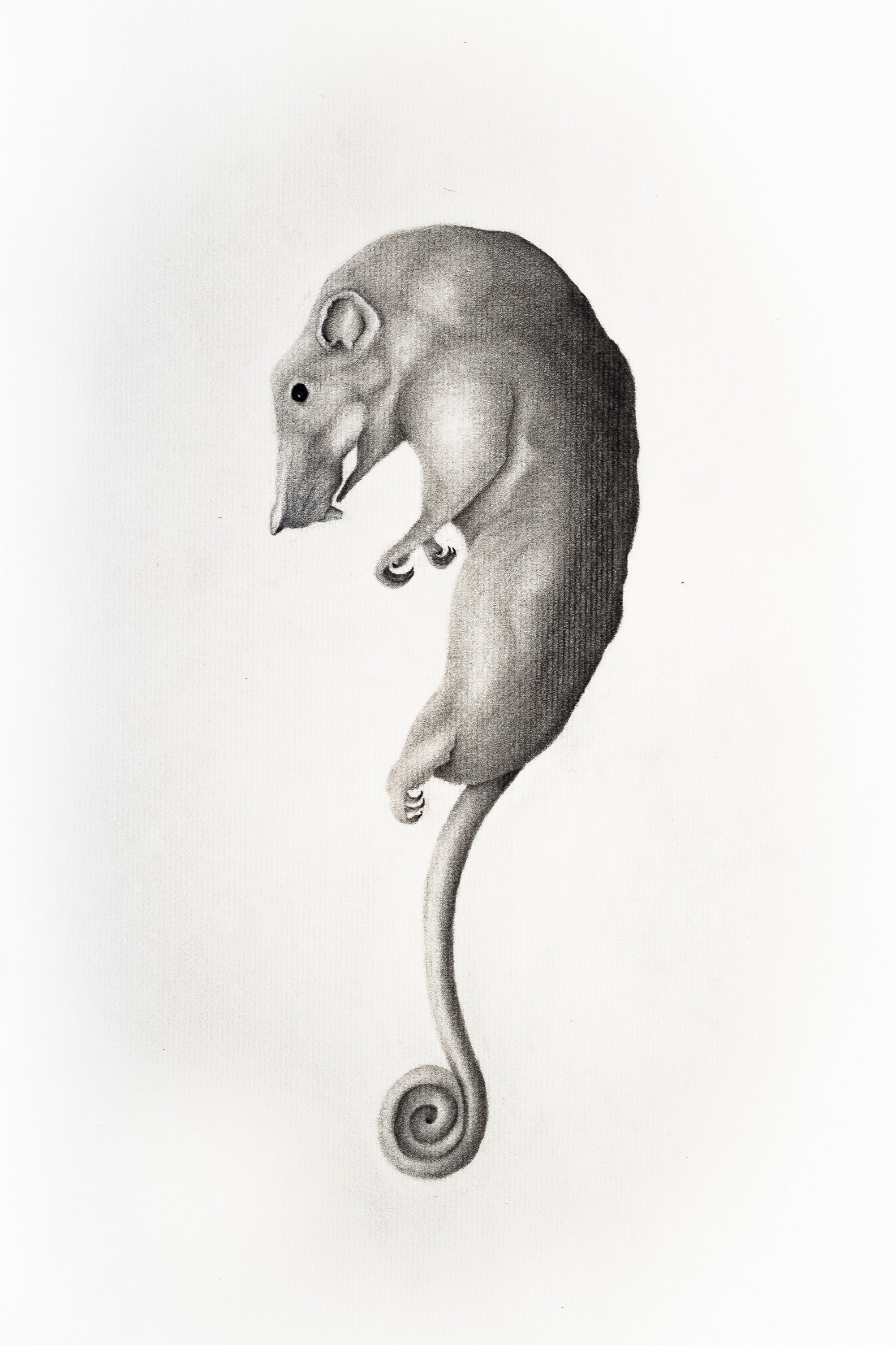 Dead Rat Drawing