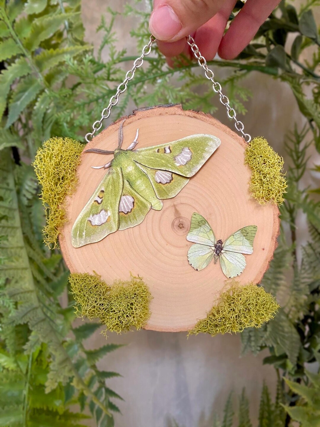 Green Moonlight Queen Moth & Charaxes Butterfly - Preserved Moss Nature ...