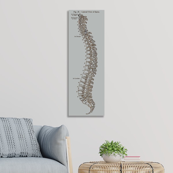 Human Spine Print Wall Art - Etsy