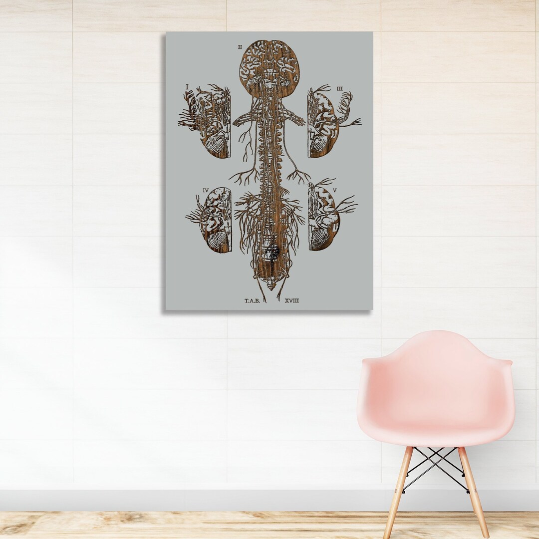 Chiropractic Spine Anatomy| Wood Wall Decor - Etsy