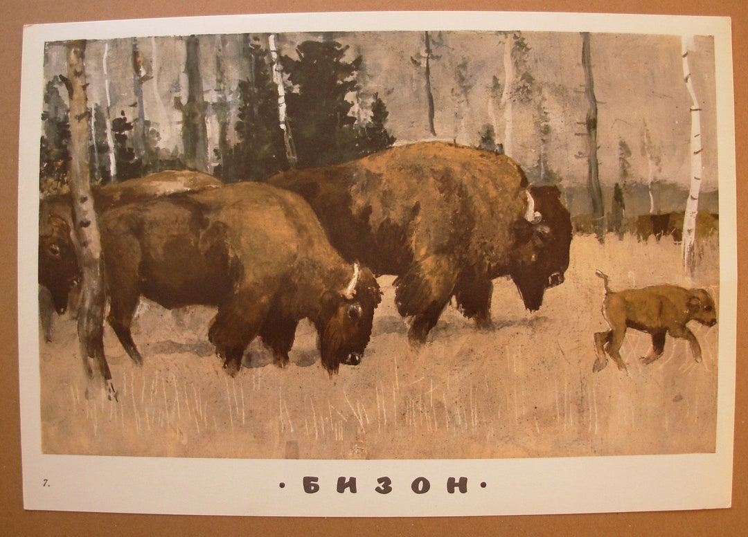 Soviet Russian POSTER Bison Buffalo by Nikolsky G. USSR Children ...