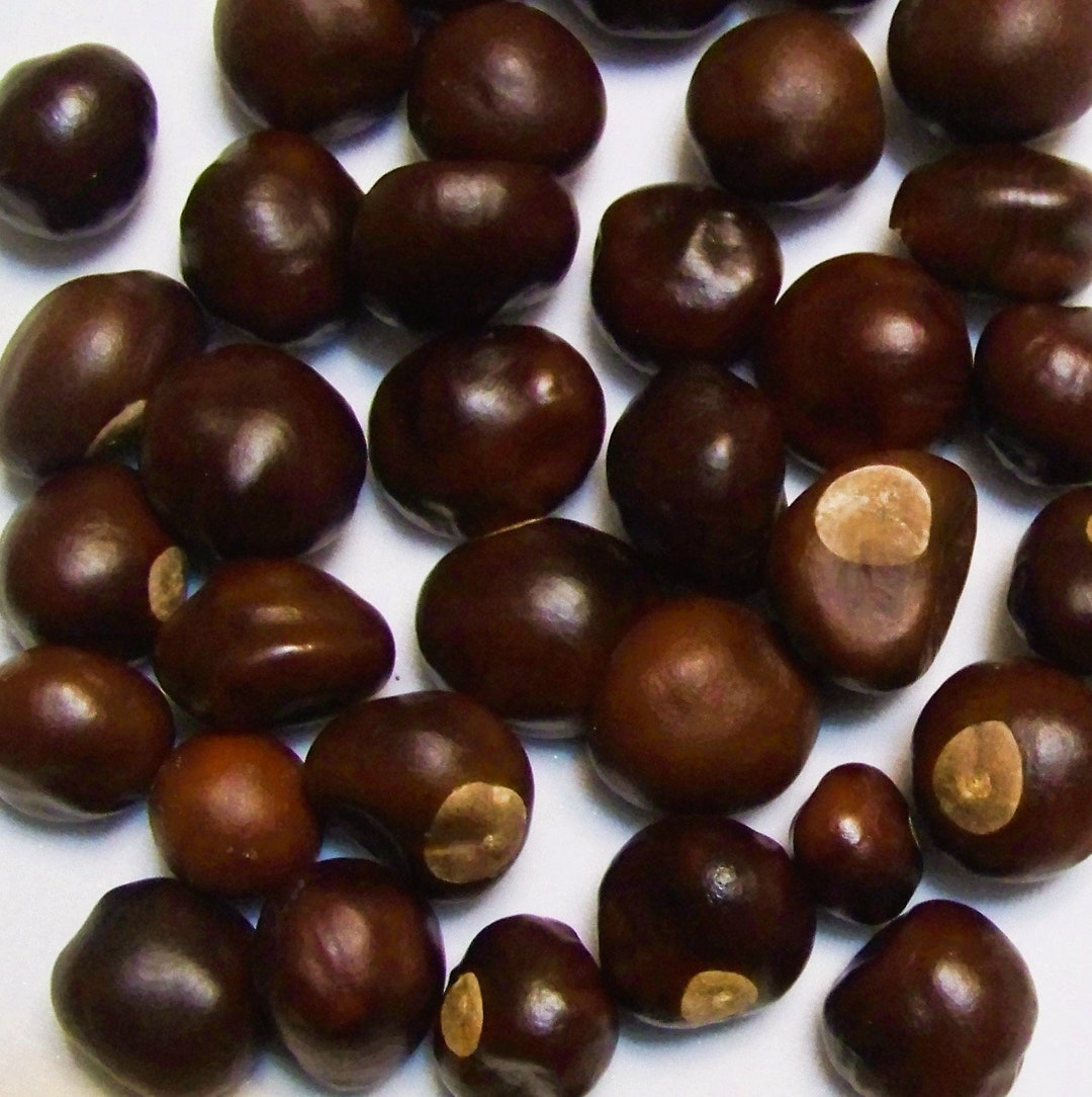 100 Ohio Buckeye Nuts for Graduation Craft Decoration Necklace Lucky - Etsy