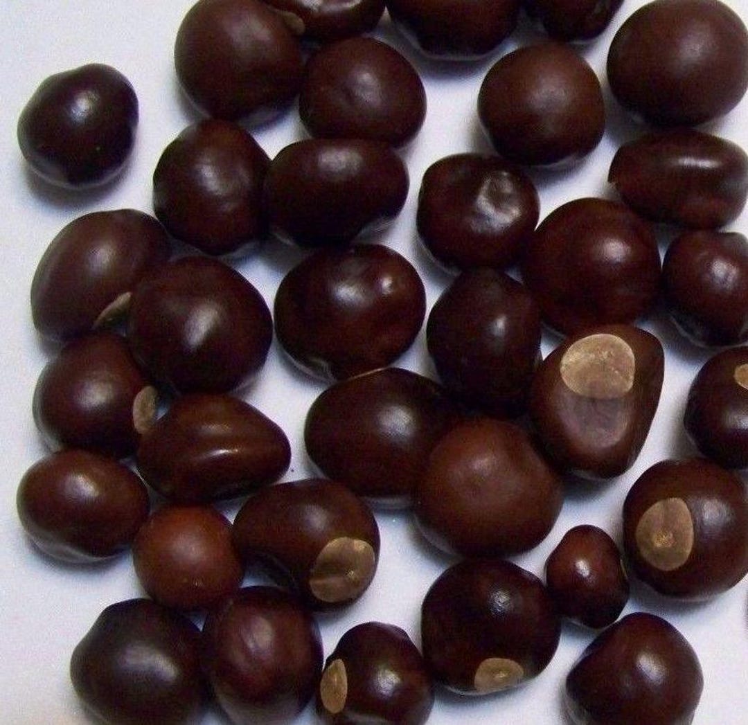 25 Ohio Buckeye Nuts for Craft Decoration Necklace Lucky Token ...