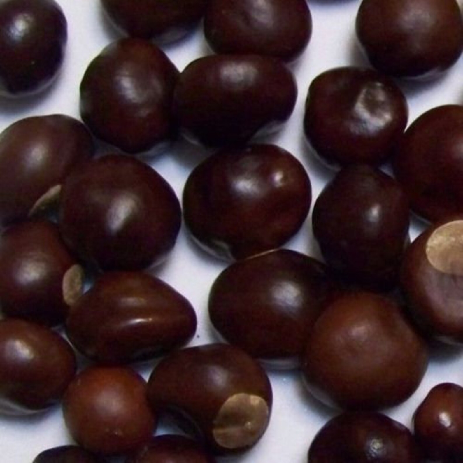 25 Ohio Buckeye Nuts for Craft Decoration Necklace Lucky Token ...