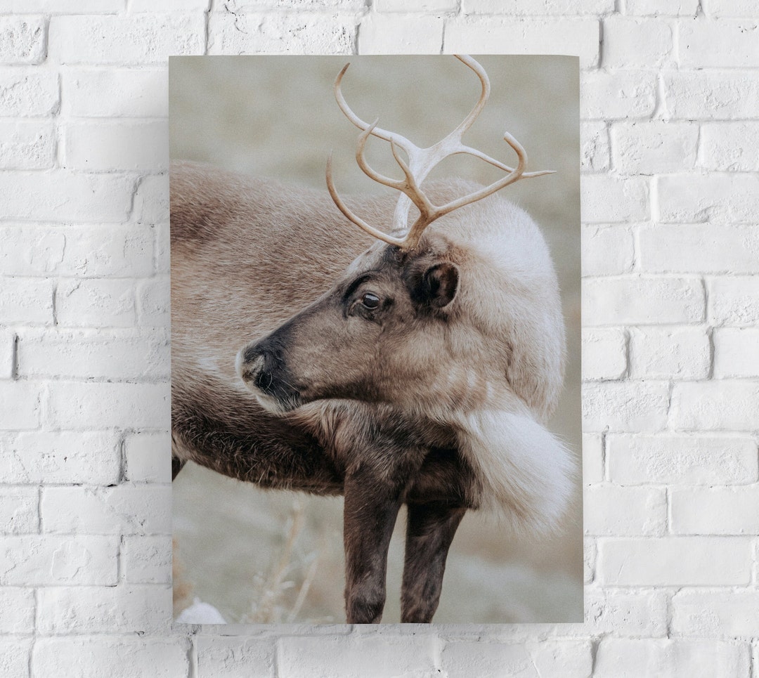 Caribou Art Print, Art Mural, INSTANT DOWNLOAD, Canada, Animal Wall Art ...