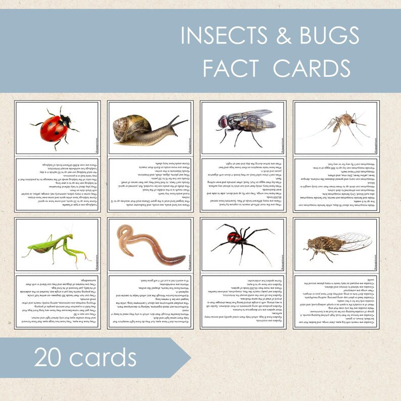 Insects and Bugs Fact Cards, Educational Flash Cards (PDF) - Etsy Australia