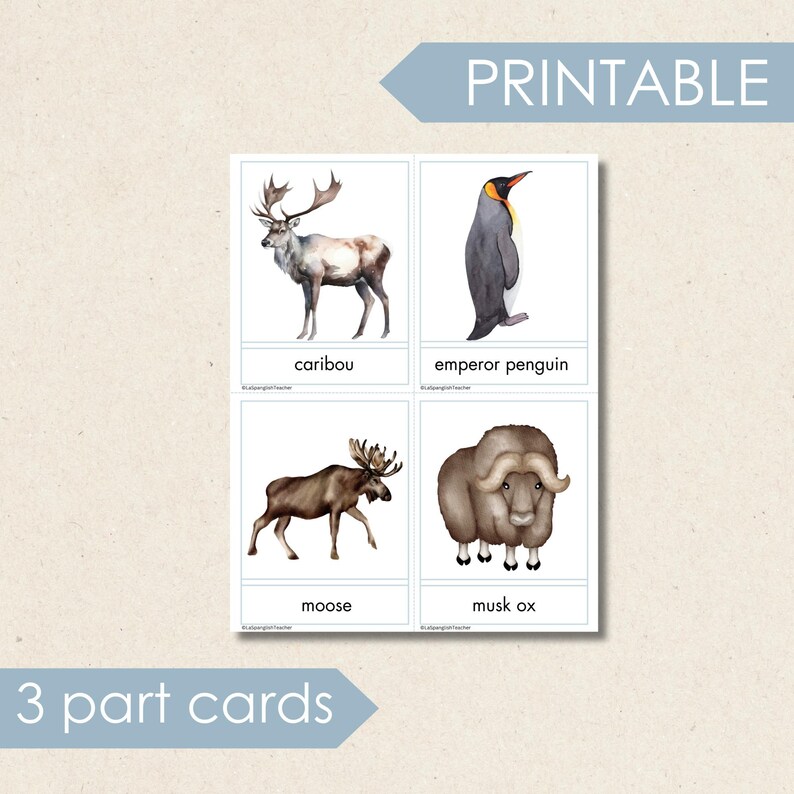 Arctic Animals Flashcards, Animal Vocabulary Cards, Winter Flashcards ...