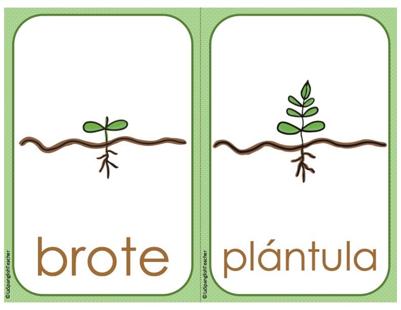Plant Life Cycle Spanish Flashcards, Preschool Printables, Nature Study ...