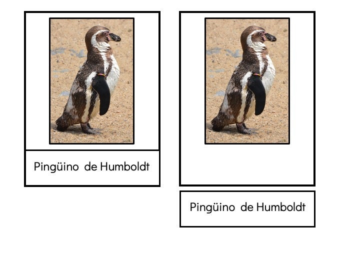 Spanish Types of Penguins 3 Part Cards, Montessori Cards, Winter ...