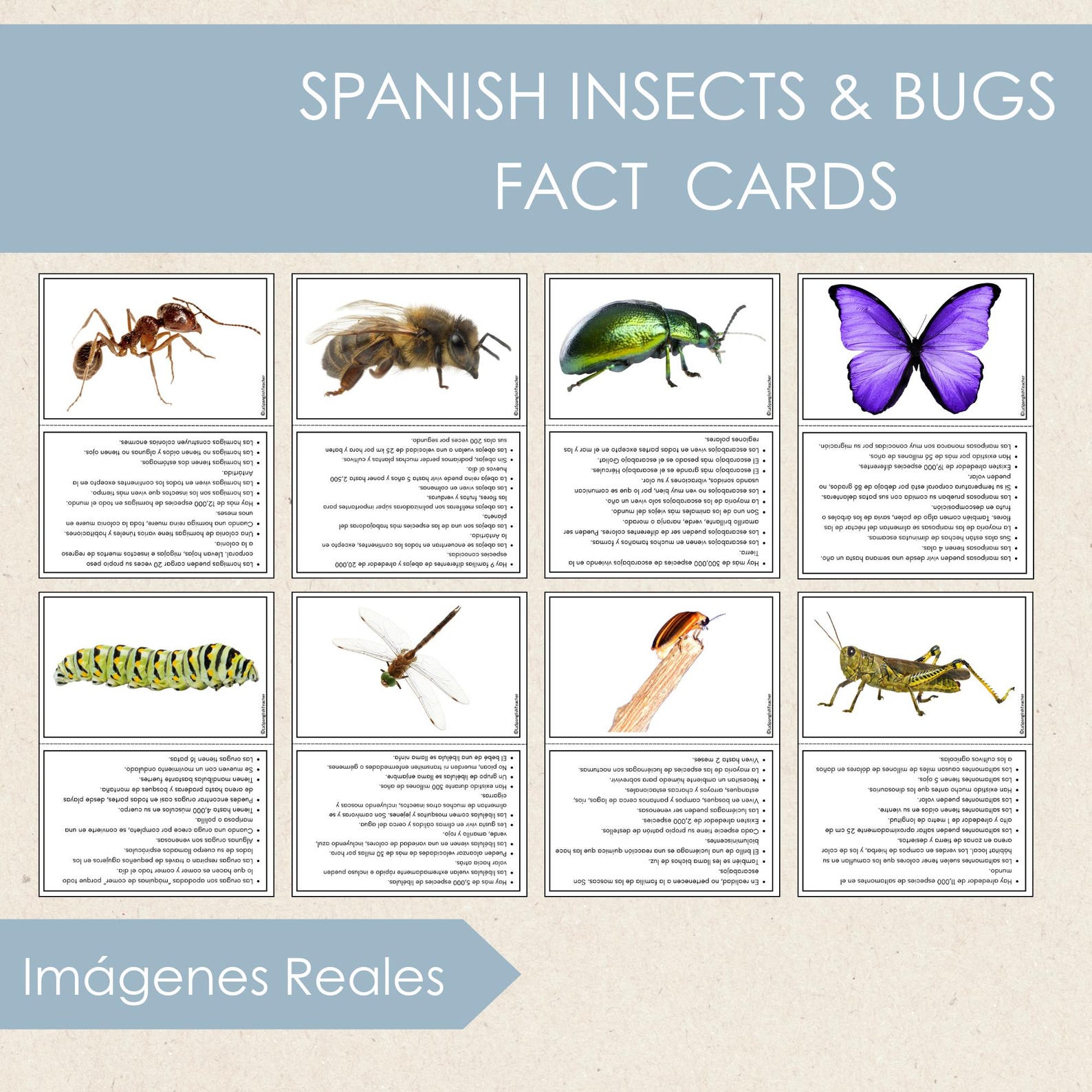 Spanish Insects and Bugs Fact Cards, Educational Cards, Printable ...