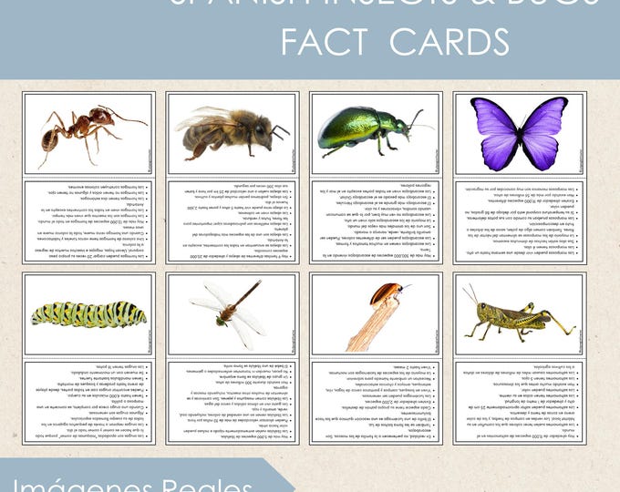 Tarjetas de insectos imprimibles para niños inglés-español - Etsy México