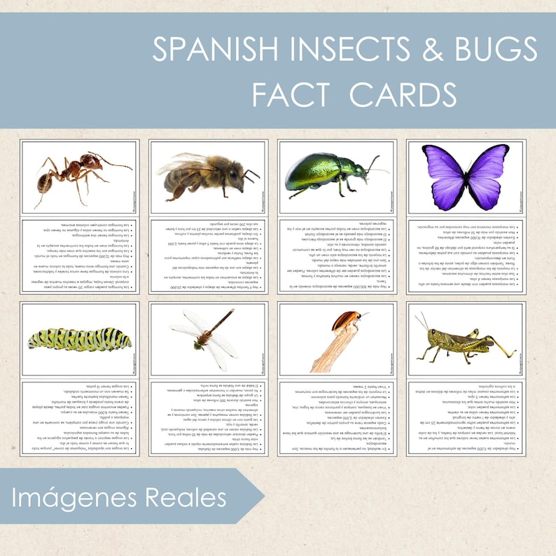 Spanish Insects and Bugs Fact Cards, Educational Cards, Printable ...