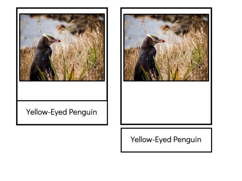 Types of Penguins 3 Part Cards, Montessori Cards, Winter Animals Cards ...