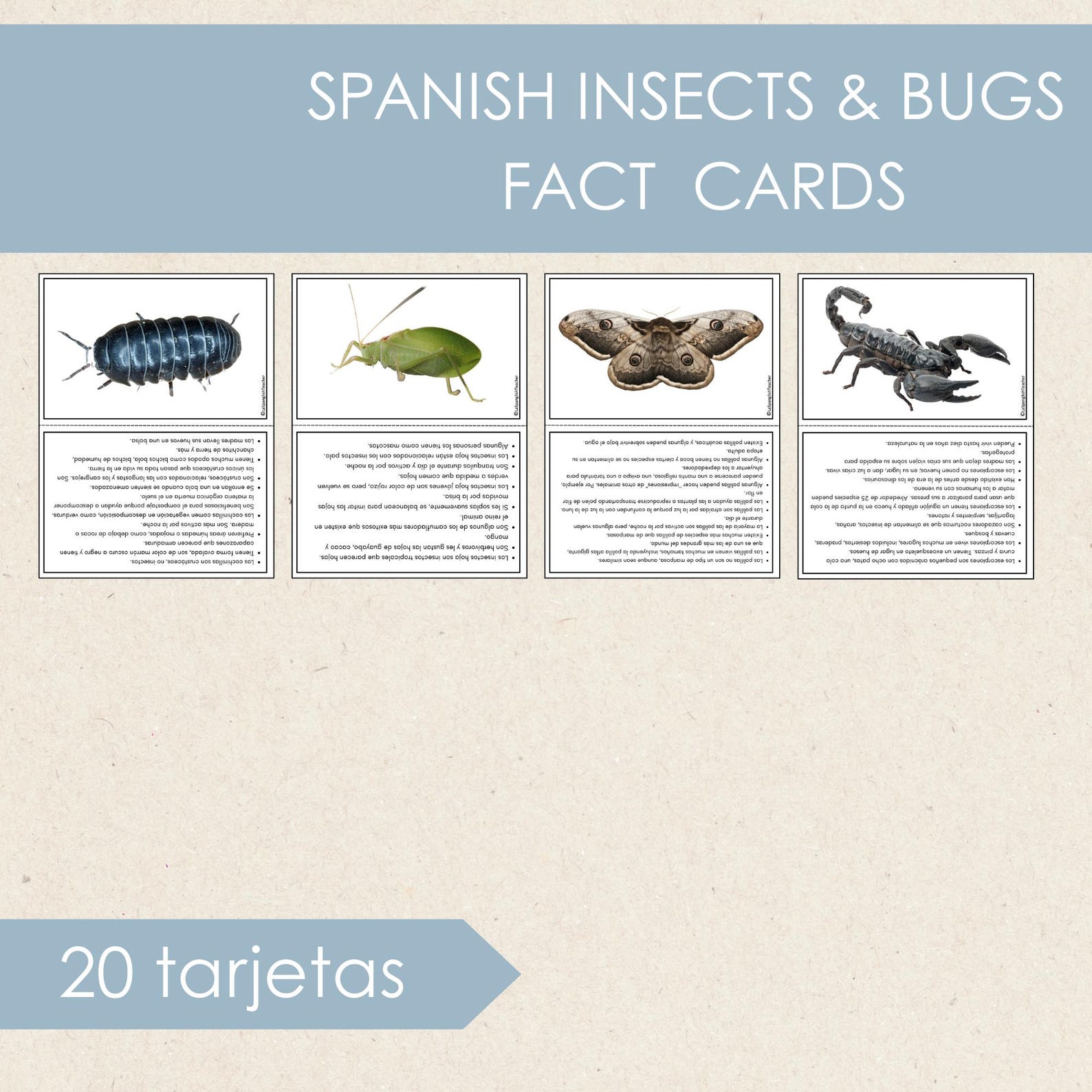 Spanish Insects and Bugs Fact Cards, Educational Cards, Printable ...