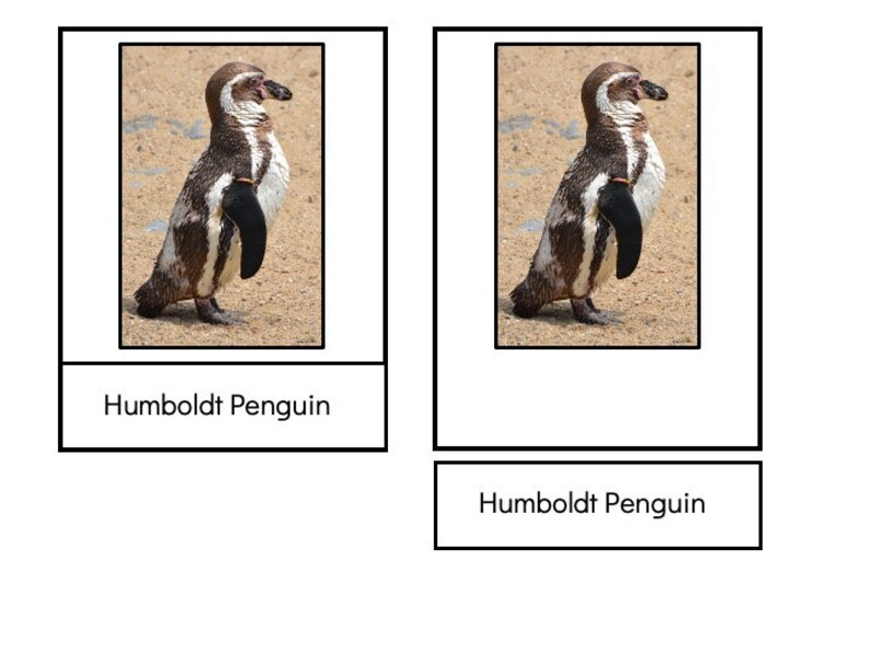 Types of Penguins 3 Part Cards, Montessori Cards, Winter Animals Cards ...