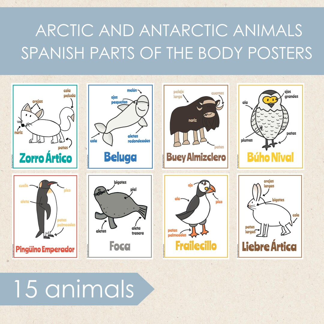 Arctic Animals Body Parts Spanish Posters, PDF Worksheets - Etsy Australia