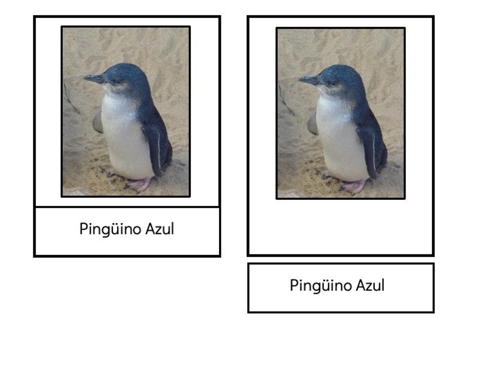 Spanish Types of Penguins 3 Part Cards, Montessori Cards, Winter ...
