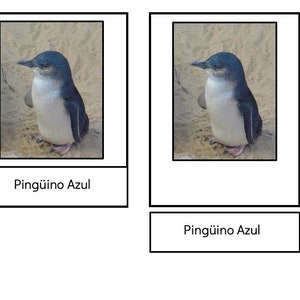 Spanish Types of Penguins 3 Part Cards, Montessori Cards, Winter ...