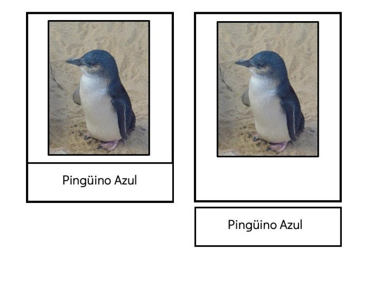 Spanish Types of Penguins 3 Part Cards, Montessori Cards, Winter ...