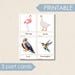 Kinds of Birds Flashcards, Educational Printable Cards, Birds ...